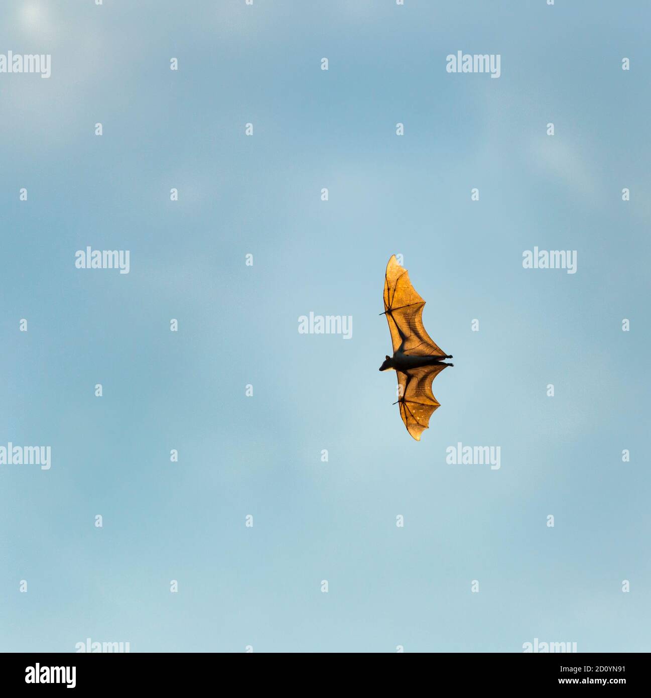 Straw-coloured fruit bat (Eidolon helvum), Bat migration, Kasanka ...