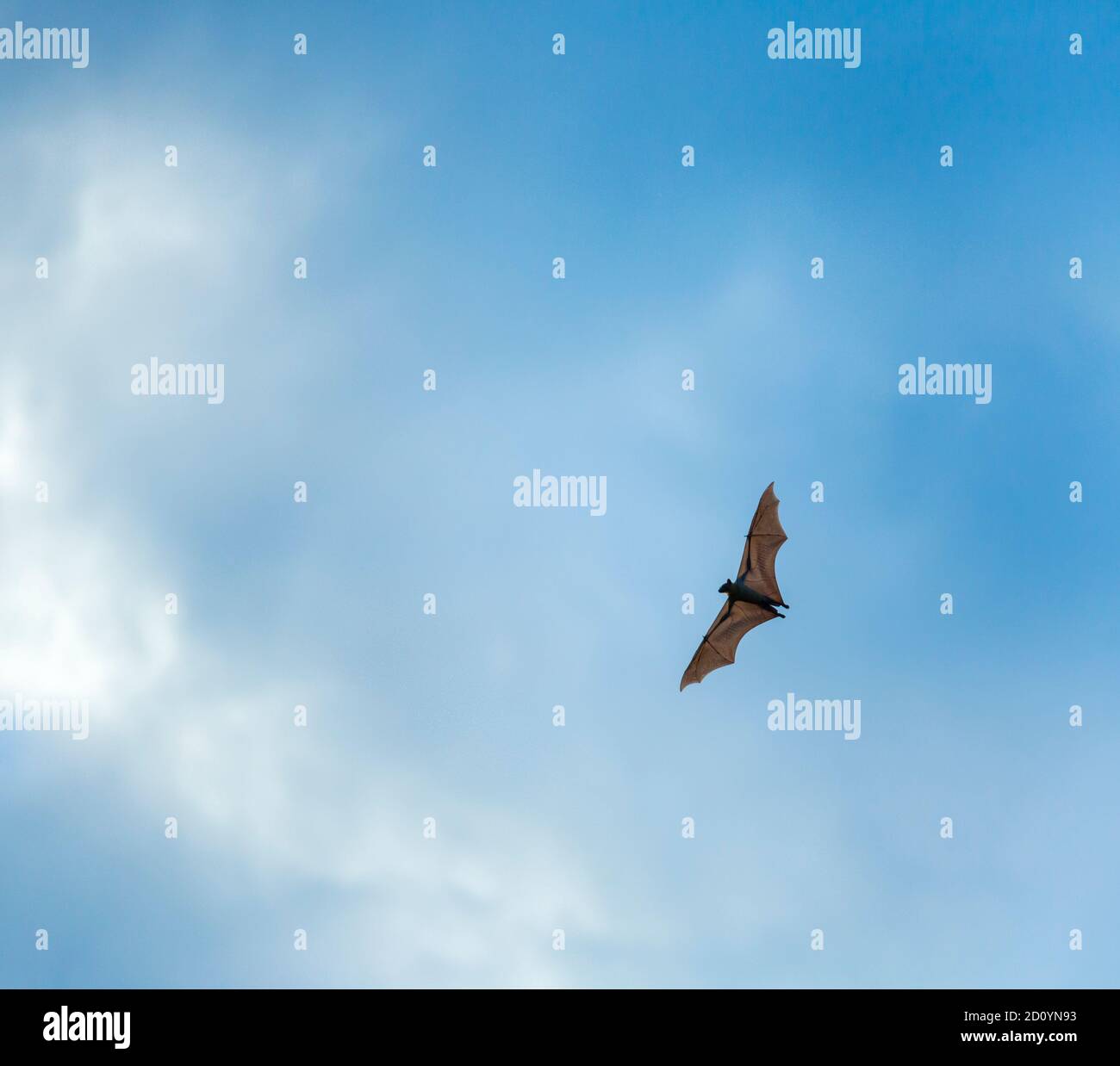 Straw-coloured fruit bat (Eidolon helvum), Bat migration, Kasanka ...