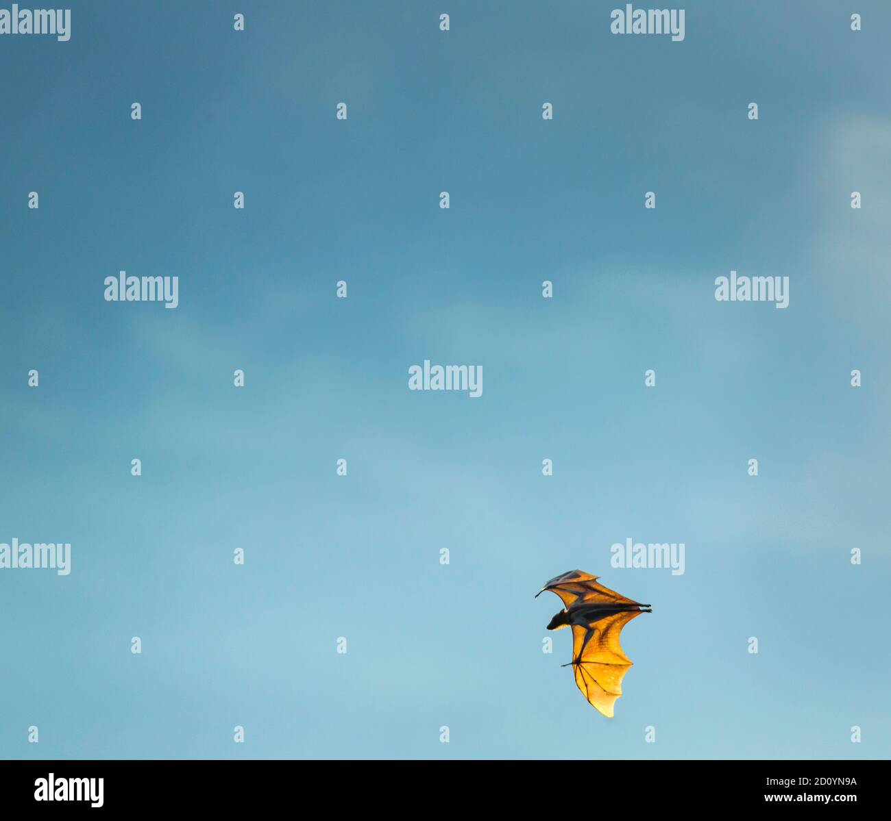 Straw-coloured fruit bat (Eidolon helvum), Bat migration, Kasanka ...