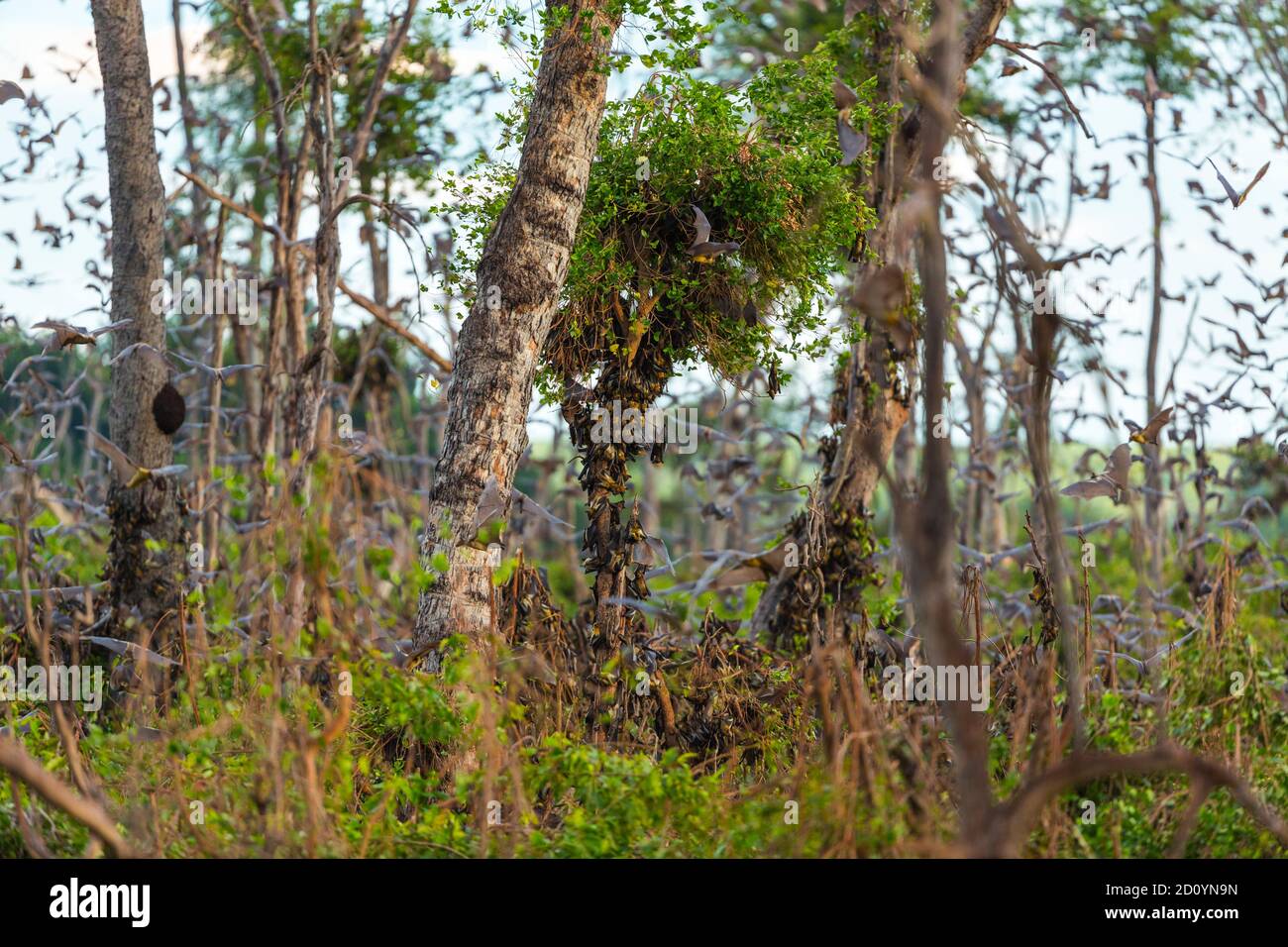 Straw-coloured fruit bat (Eidolon helvum), Bat migration, Kasanka ...