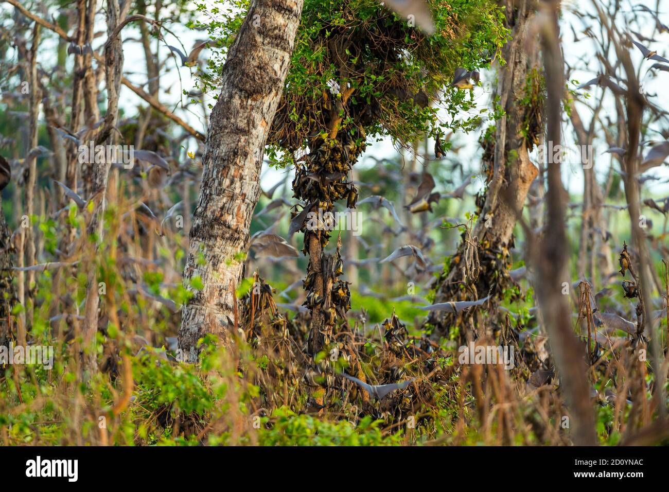Straw-coloured fruit bat (Eidolon helvum), Bat migration, Kasanka ...