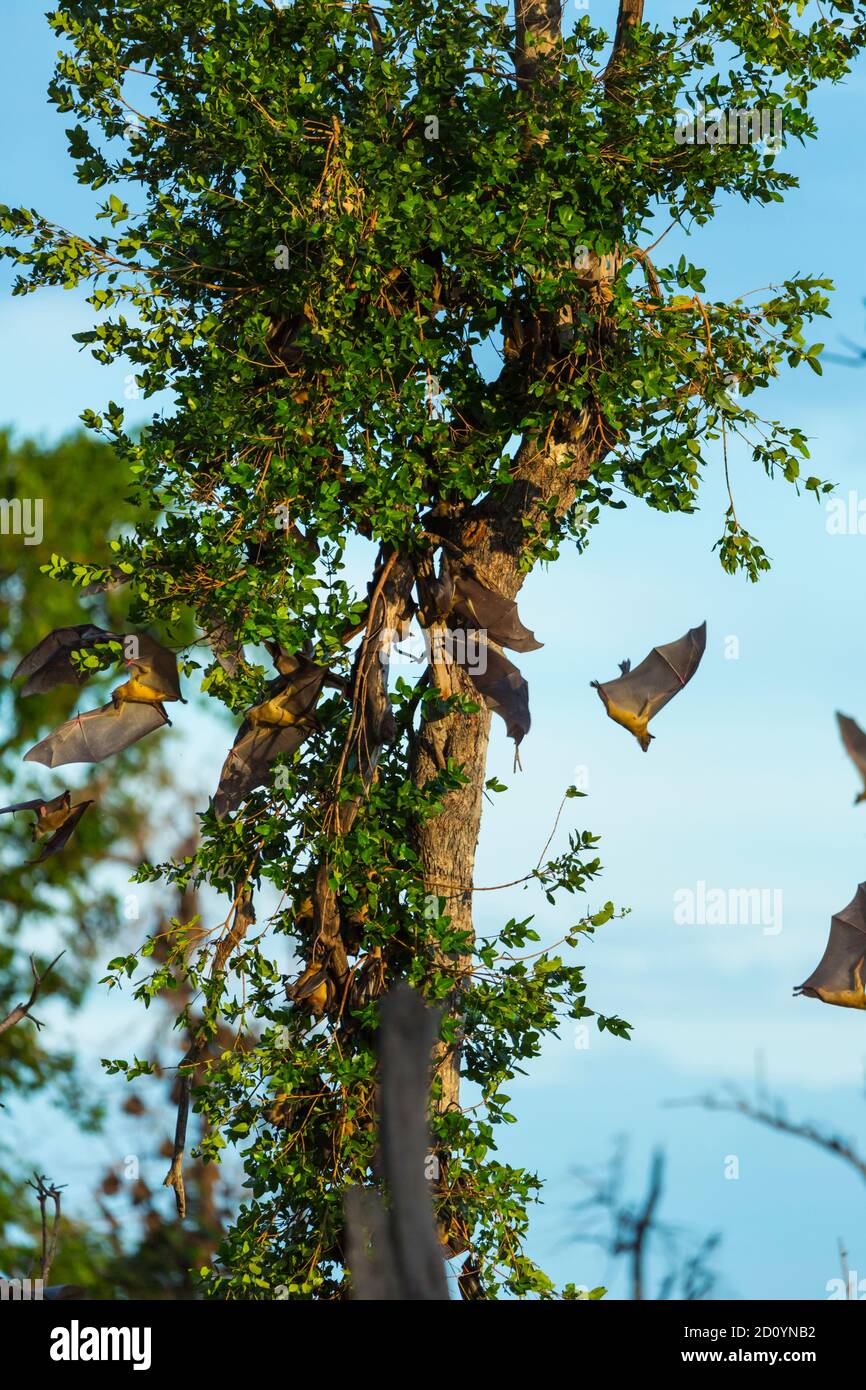Fruit Bat Migration Zambia at Terri Barnett blog
