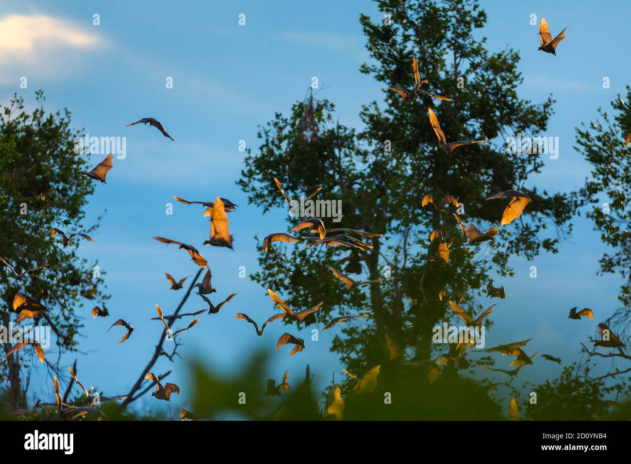 Straw-coloured fruit bat (Eidolon helvum), Bat migration, Kasanka ...