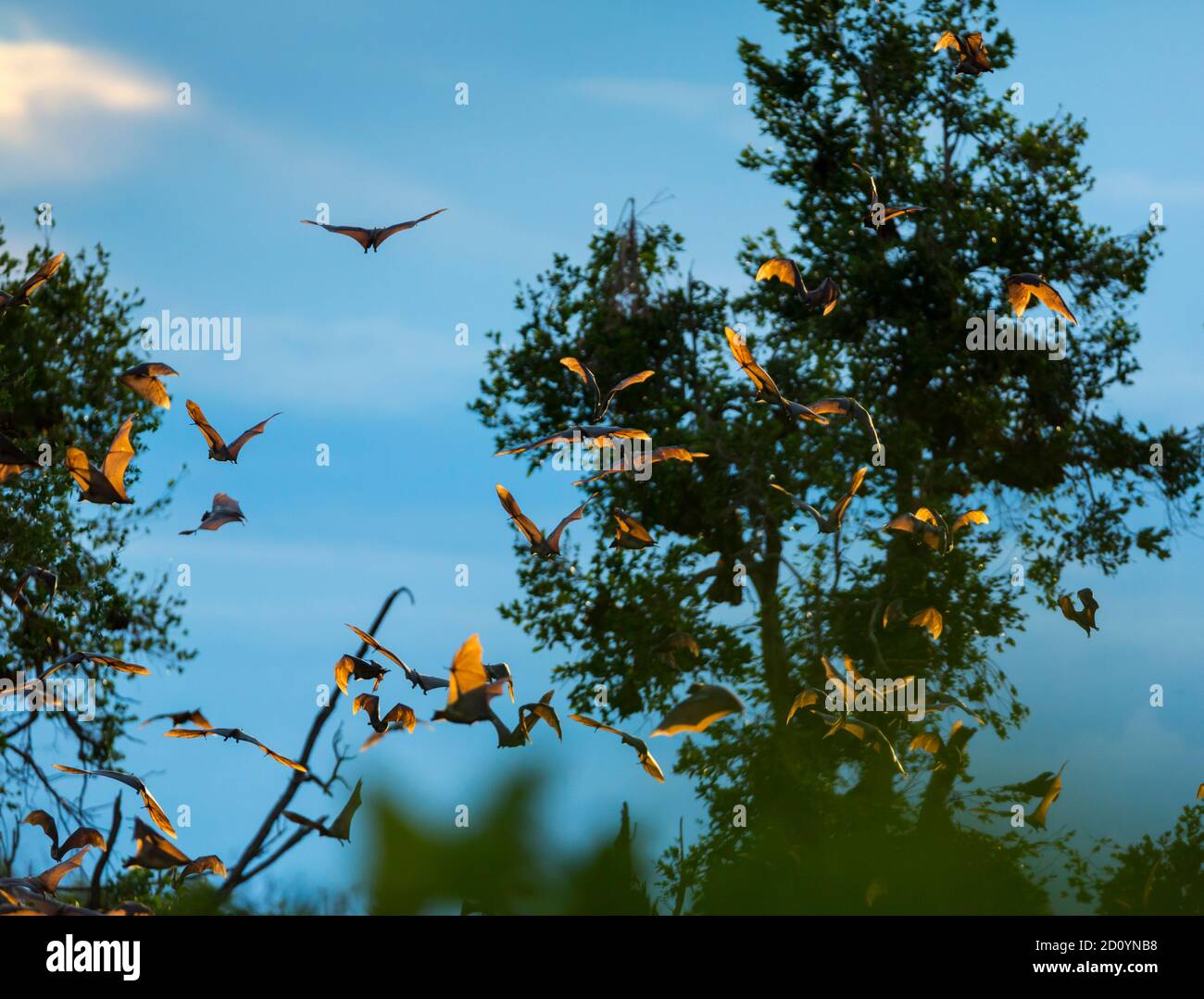 Straw-coloured fruit bat (Eidolon helvum), Bat migration, Kasanka ...