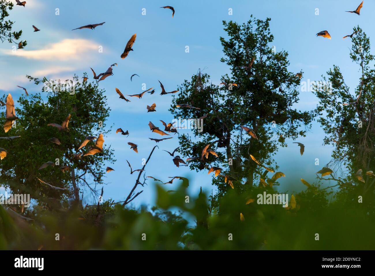 Straw-coloured fruit bat (Eidolon helvum), Bat migration, Kasanka ...