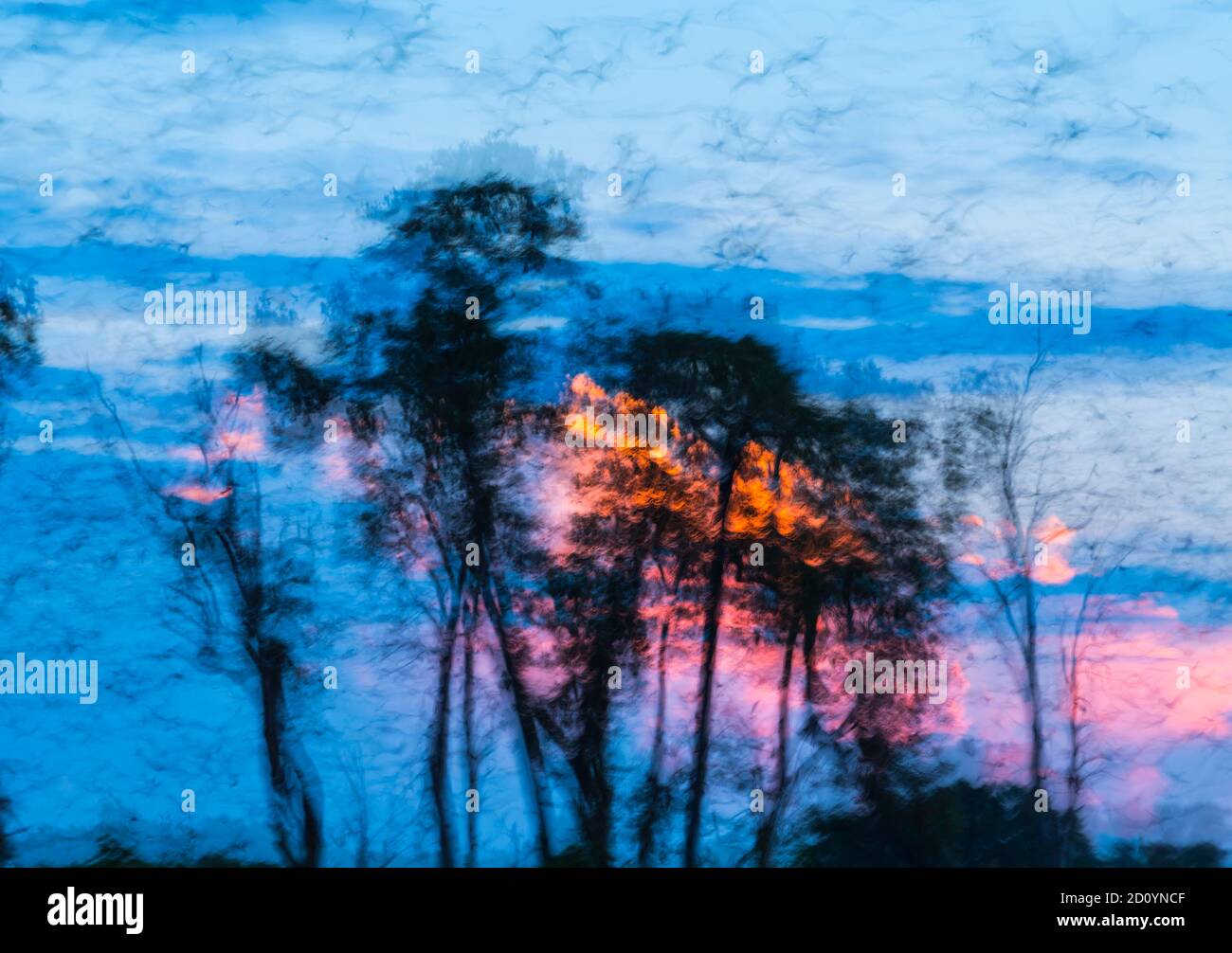 Straw-coloured fruit bat (Eidolon helvum), Bat migration, Kasanka ...