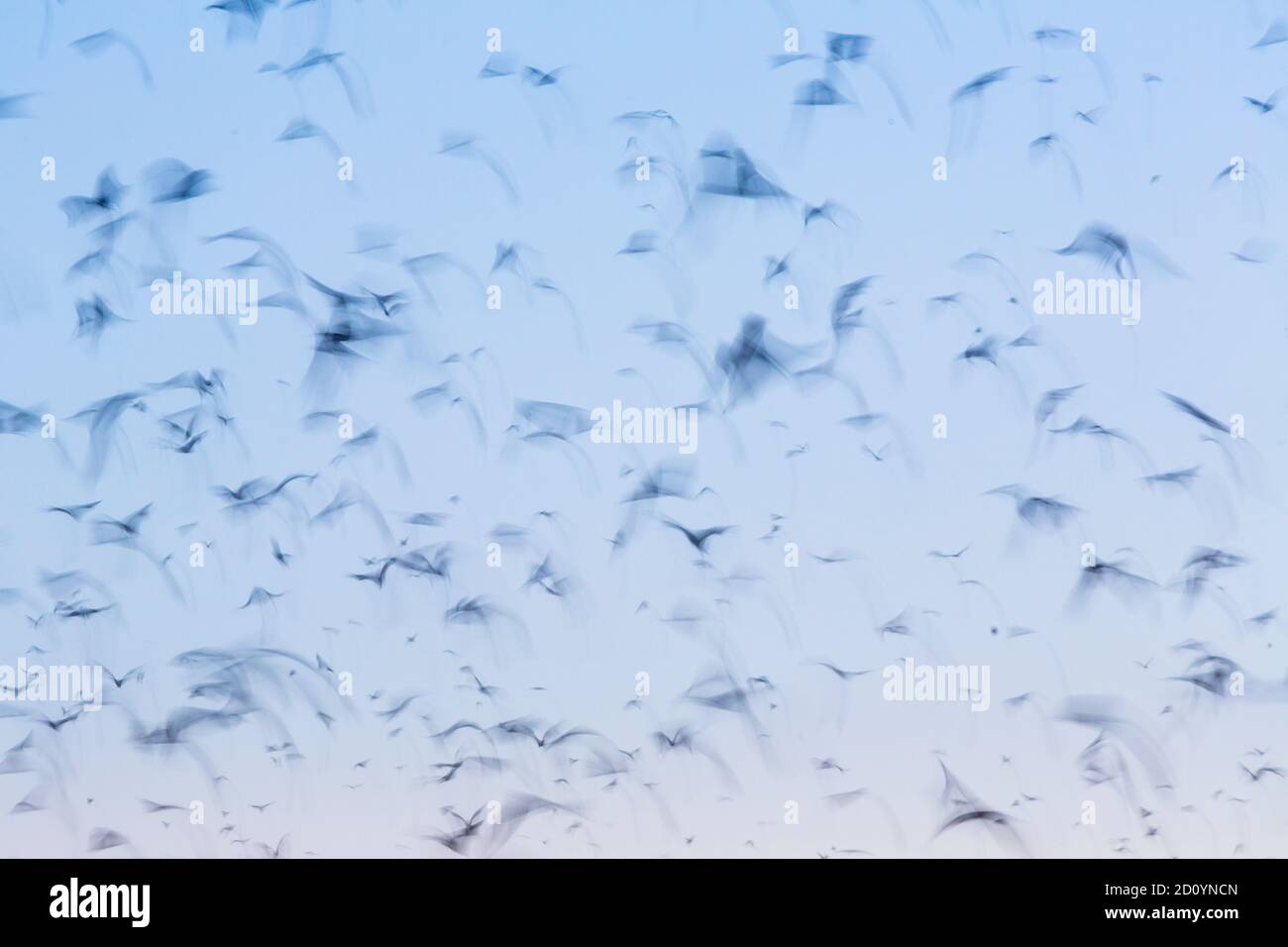 Straw-coloured fruit bat (Eidolon helvum), Bat migration, Kasanka ...