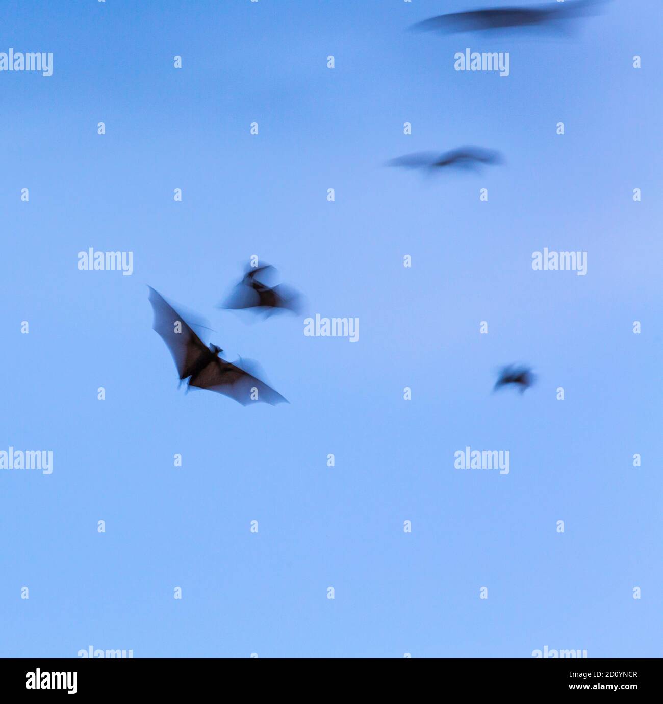 Straw-coloured fruit bat (Eidolon helvum), Bat migration, Kasanka ...