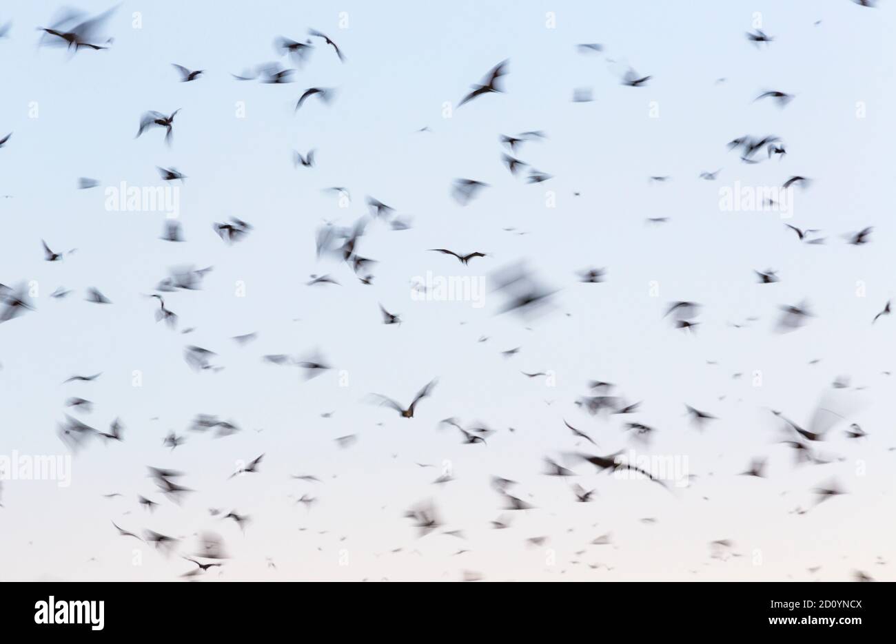 Straw-coloured fruit bat (Eidolon helvum), Bat migration, Kasanka ...