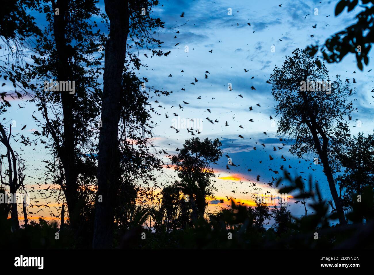Straw-coloured fruit bat (Eidolon helvum), Bat migration, Kasanka ...