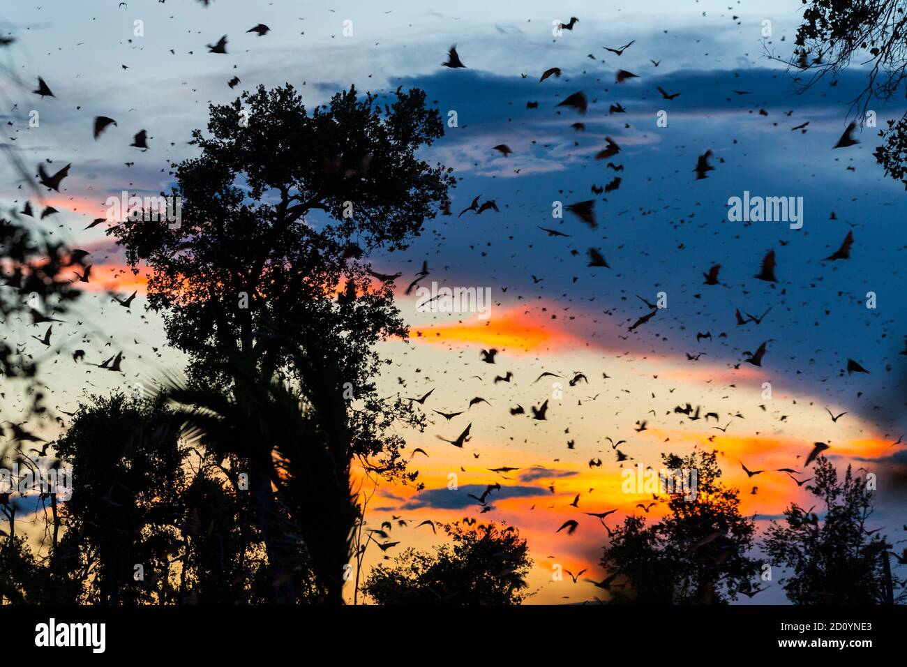 Straw-coloured fruit bat (Eidolon helvum), Bat migration, Kasanka ...