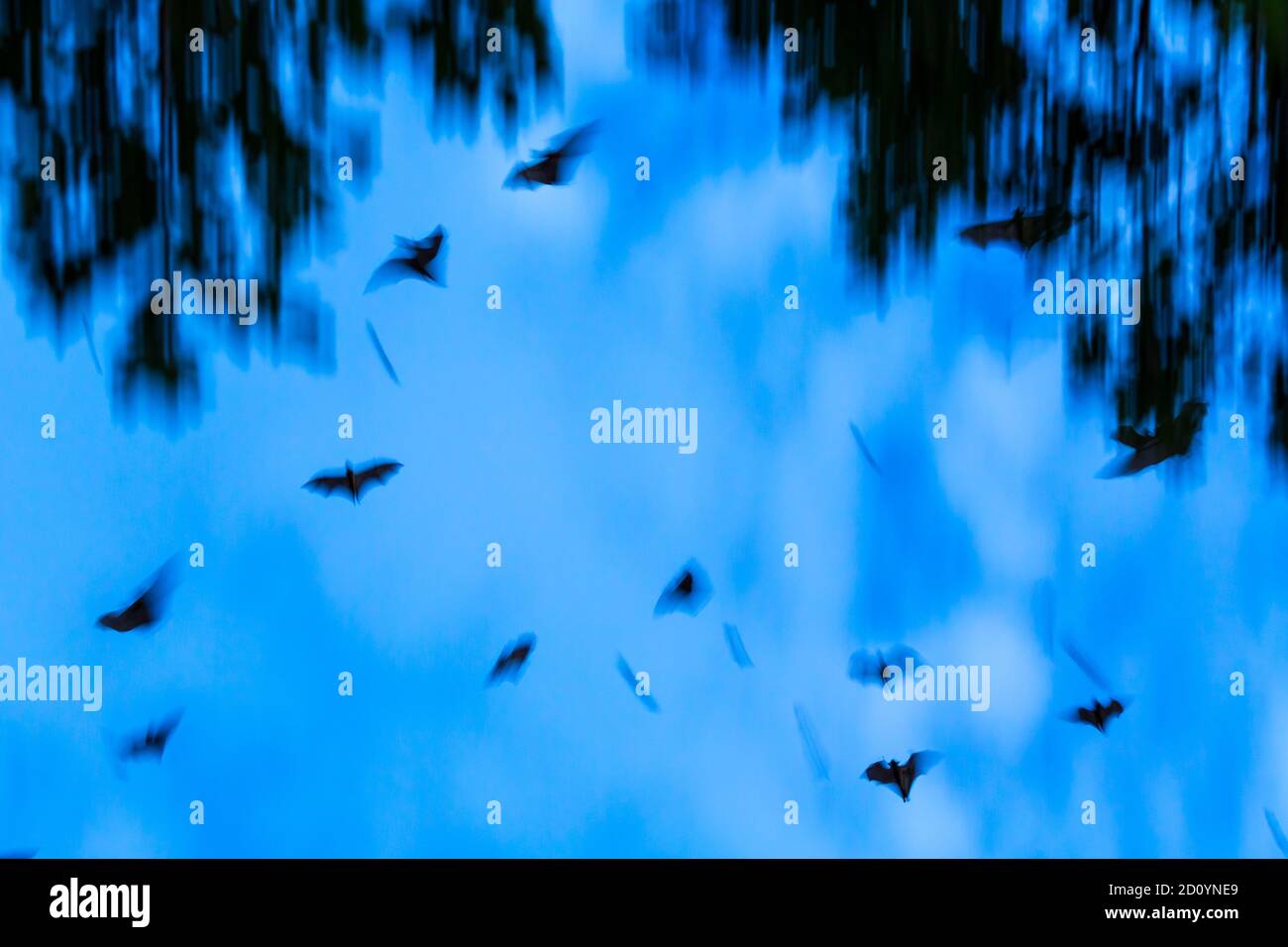 Straw-coloured fruit bat (Eidolon helvum), Bat migration, Kasanka ...