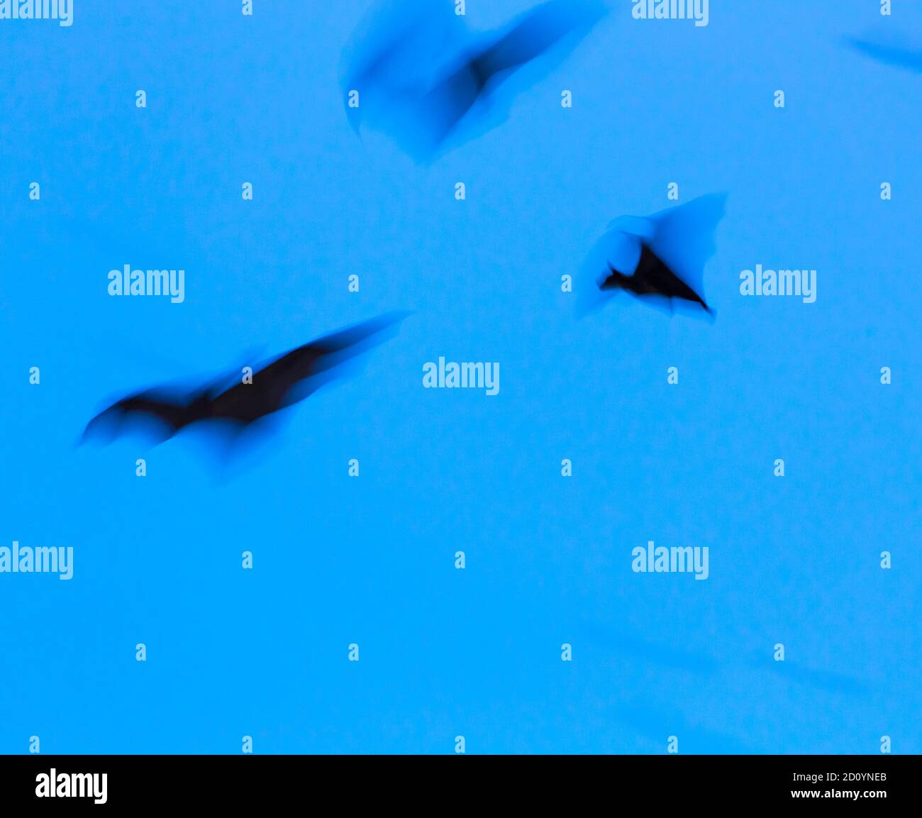 Straw-coloured fruit bat (Eidolon helvum), Bat migration, Kasanka ...