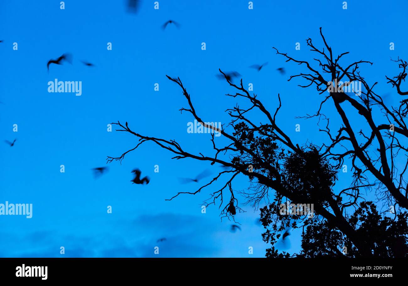 Straw-coloured fruit bat (Eidolon helvum), Bat migration, Kasanka ...