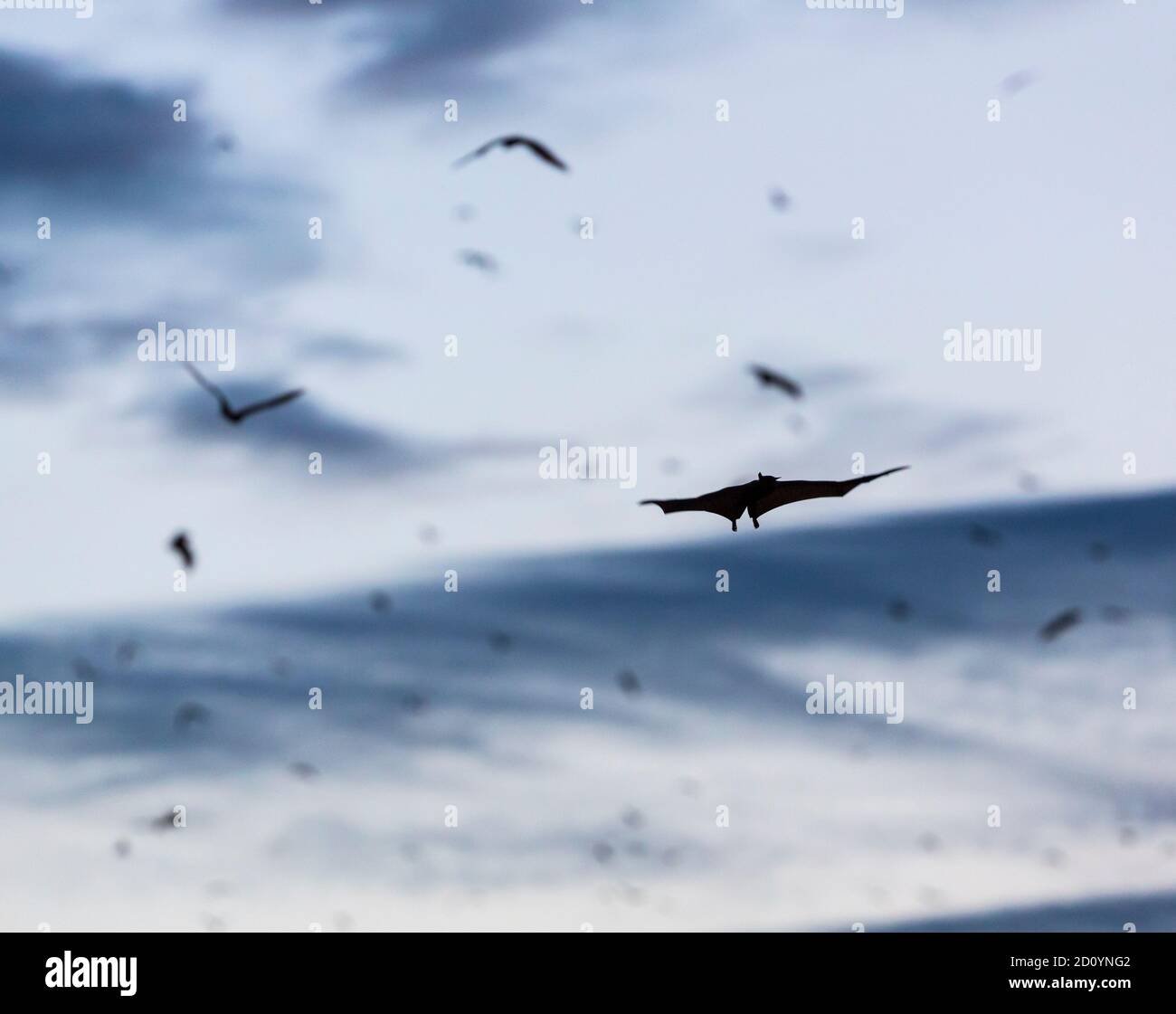 Straw-coloured fruit bat (Eidolon helvum), Bat migration, Kasanka ...