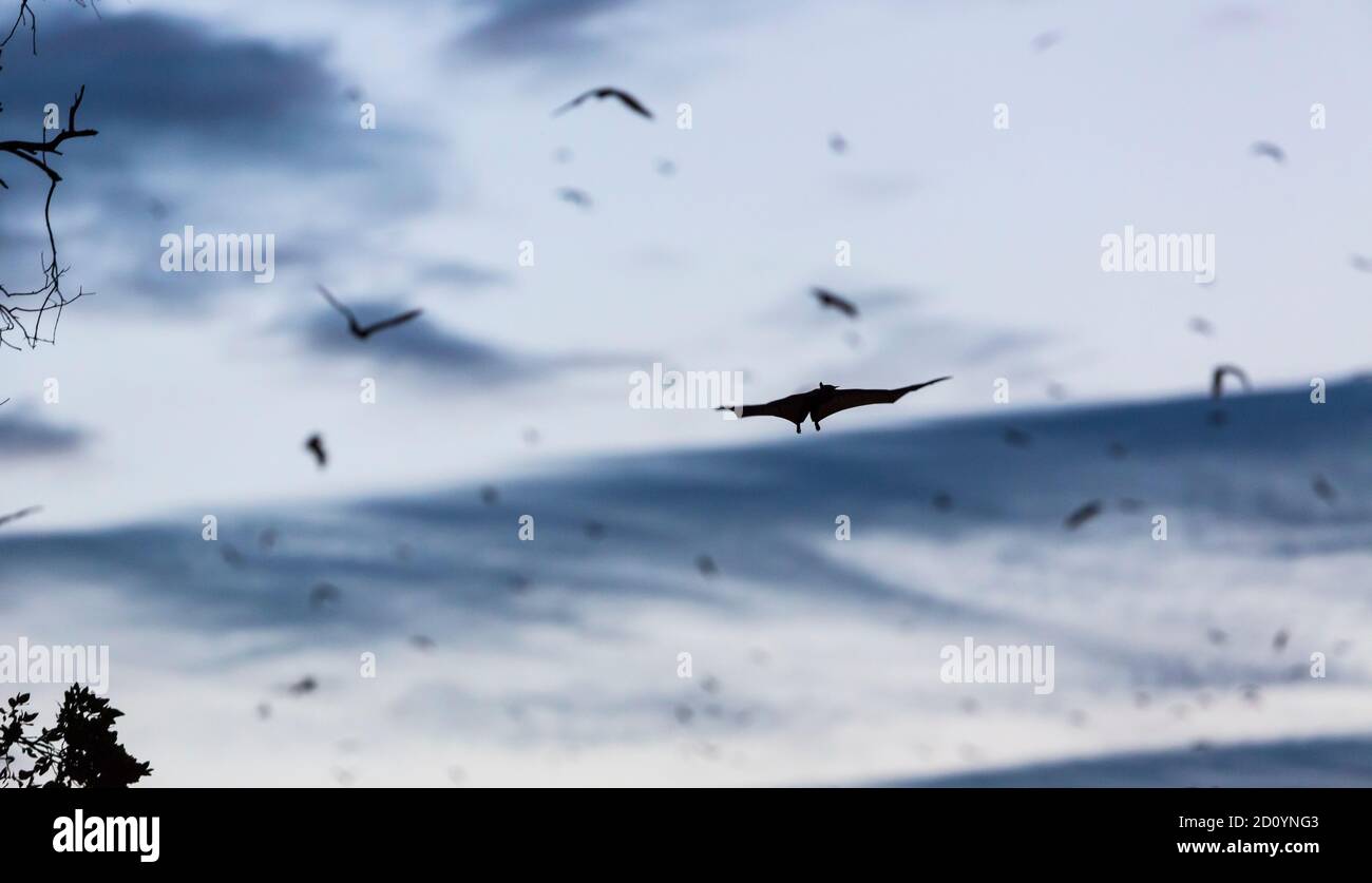 Straw-coloured fruit bat (Eidolon helvum), Bat migration, Kasanka ...