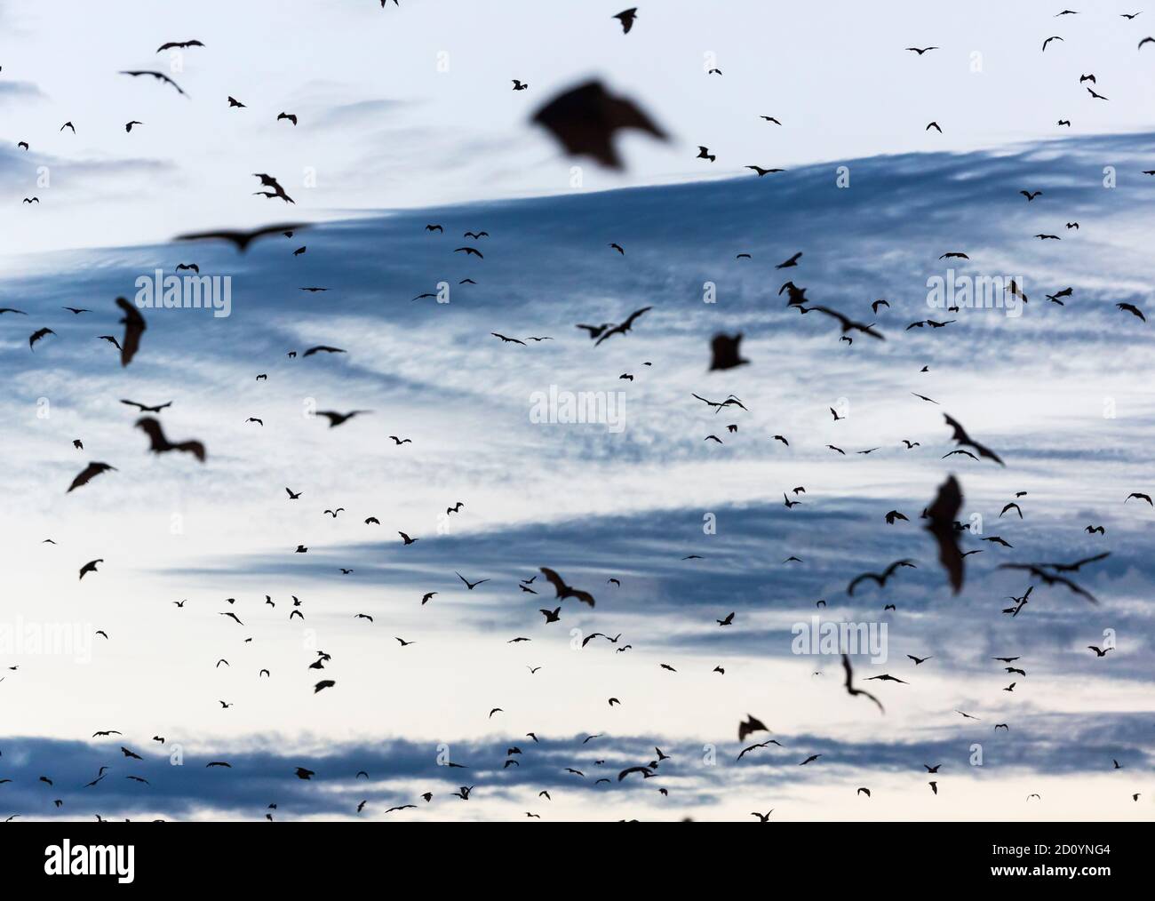 Straw-coloured fruit bat (Eidolon helvum), Bat migration, Kasanka ...