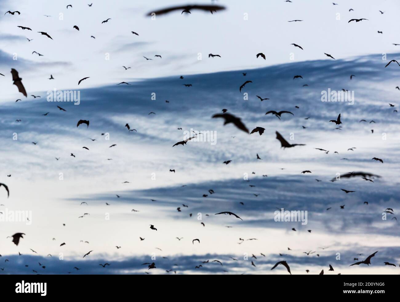 Straw-coloured fruit bat (Eidolon helvum), Bat migration, Kasanka ...