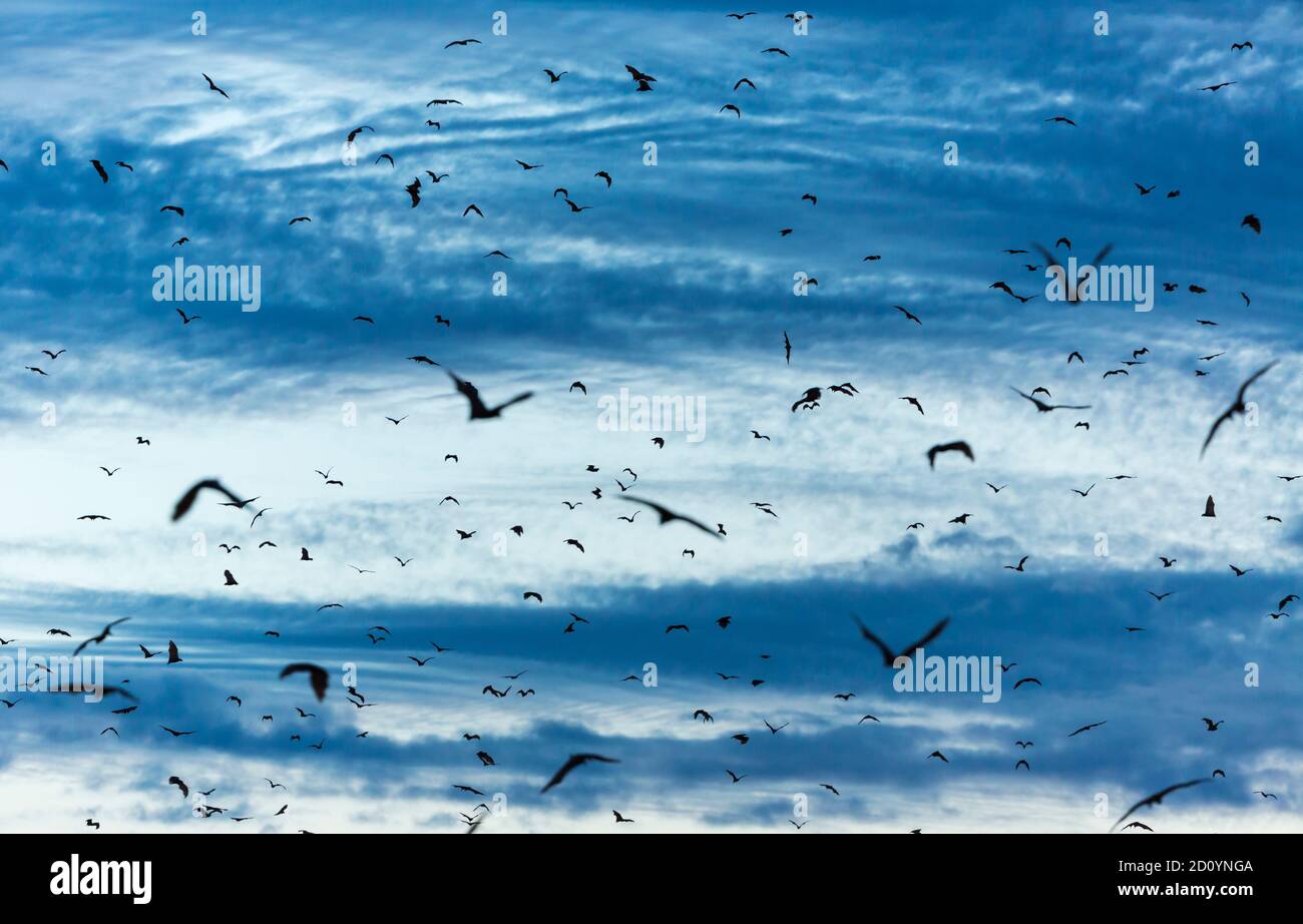 Straw-coloured fruit bat (Eidolon helvum), Bat migration, Kasanka ...