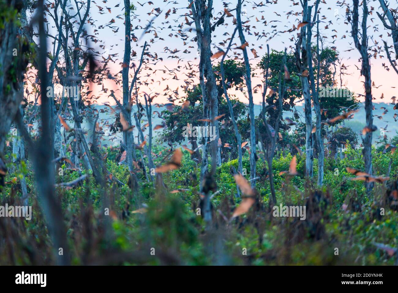 Straw-coloured fruit bat (Eidolon helvum), Bat migration, Kasanka ...