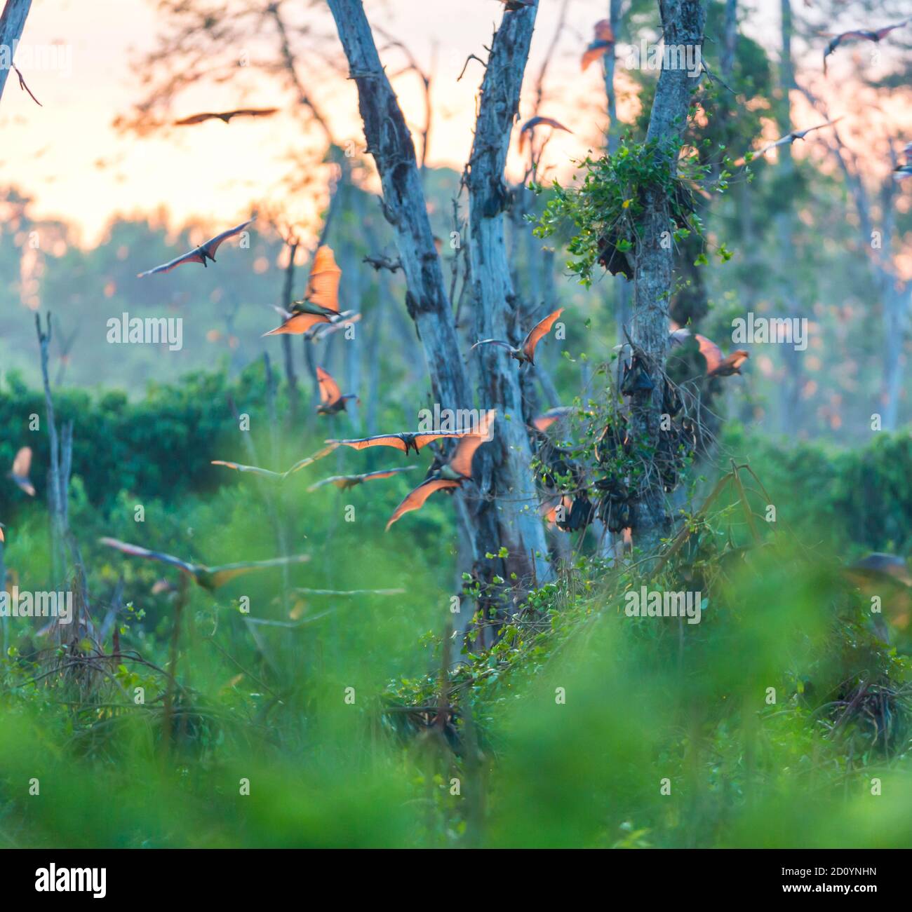 Straw-coloured fruit bat (Eidolon helvum), Bat migration, Kasanka ...