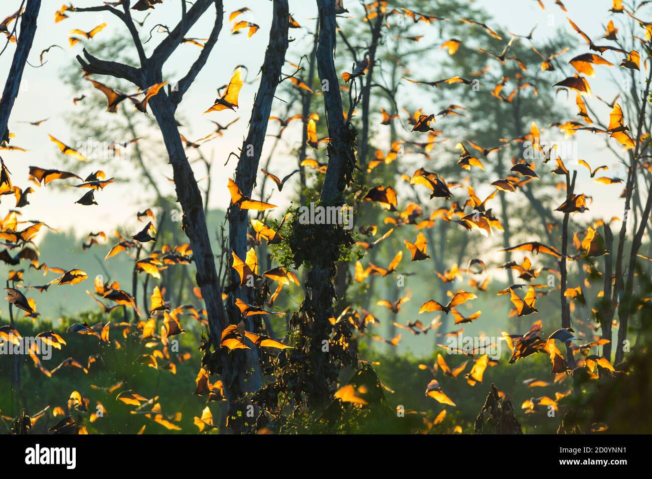 Straw-coloured fruit bat (Eidolon helvum), Bat migration, Kasanka ...