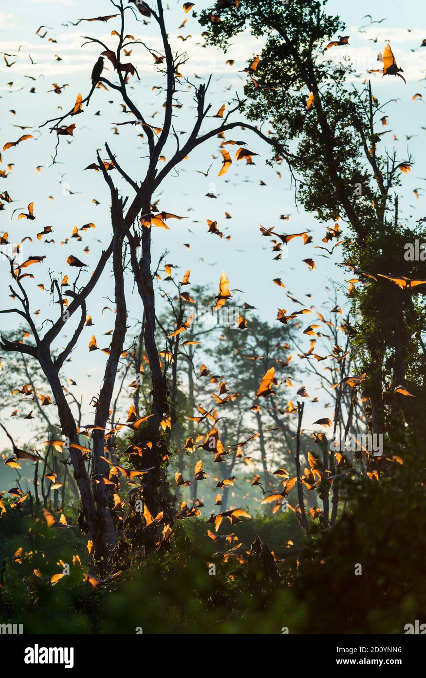 Straw-coloured fruit bat (Eidolon helvum), Bat migration, Kasanka ...