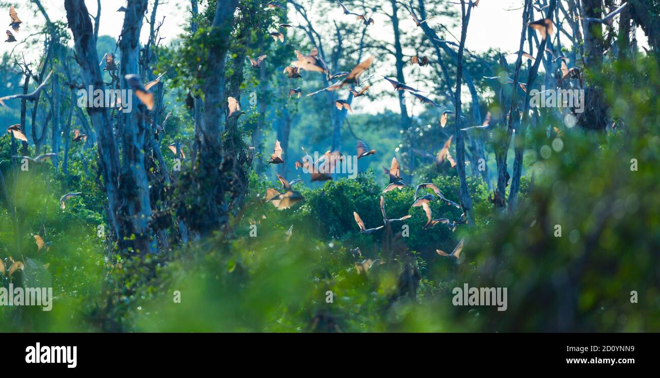 Straw-coloured fruit bat (Eidolon helvum), Bat migration, Kasanka ...