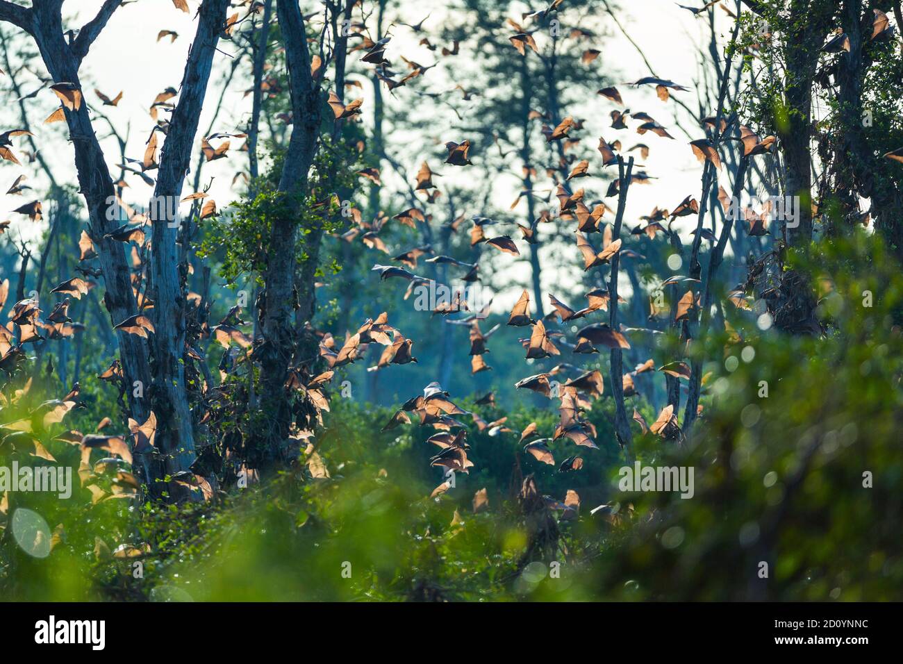 Straw-coloured fruit bat (Eidolon helvum), Bat migration, Kasanka ...