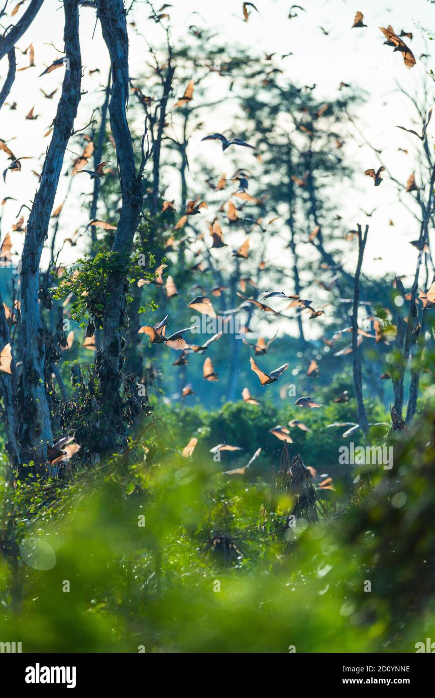 Straw-coloured fruit bat (Eidolon helvum), Bat migration, Kasanka ...