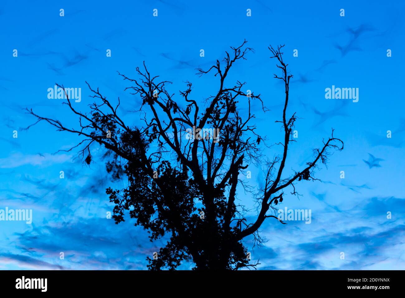 Straw-coloured fruit bat (Eidolon helvum), Bat migration, Kasanka ...