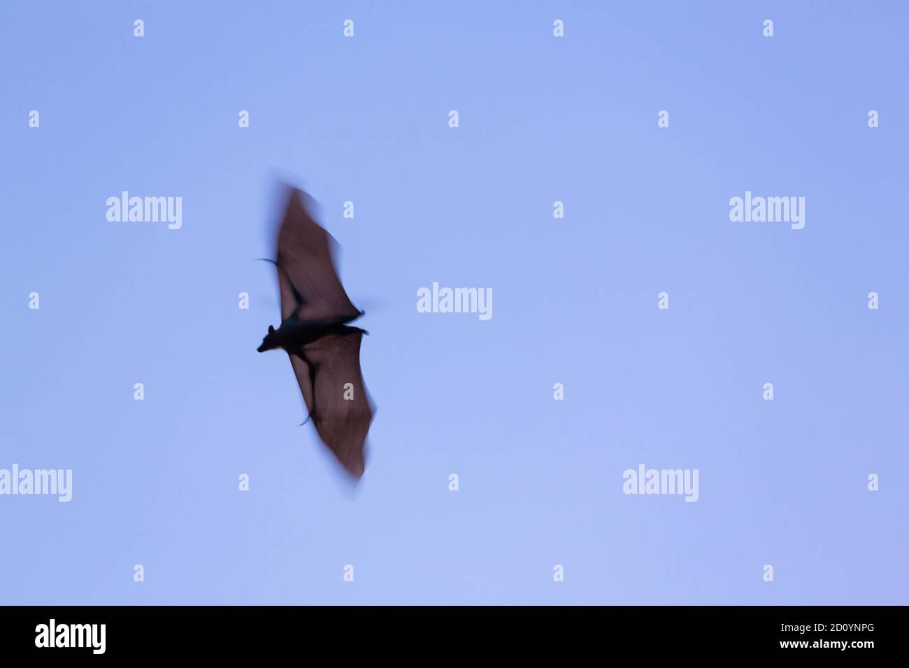 Straw-coloured fruit bat (Eidolon helvum), Bat migration, Kasanka ...