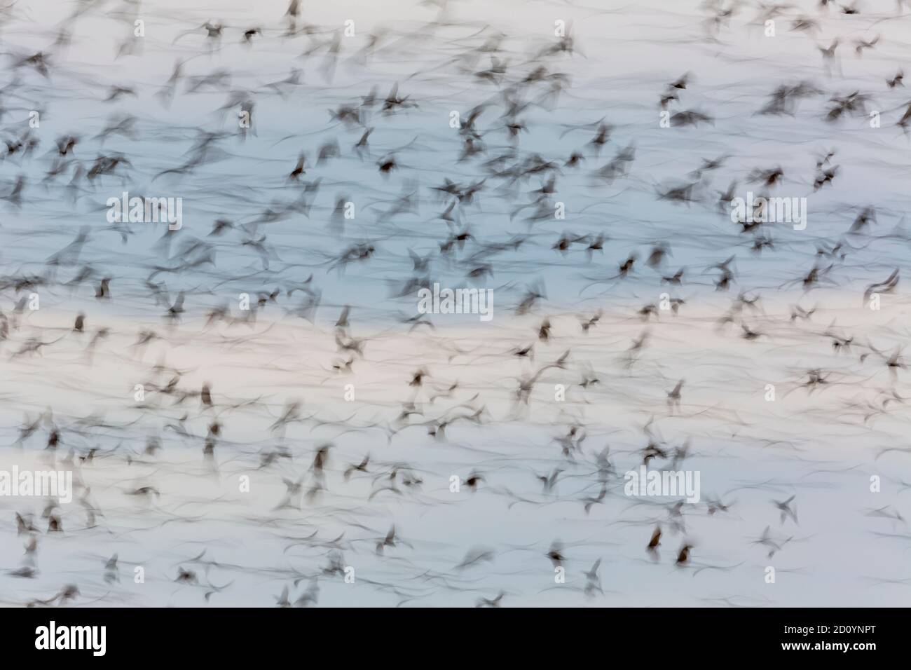 Straw-coloured fruit bat (Eidolon helvum), Bat migration, Kasanka ...