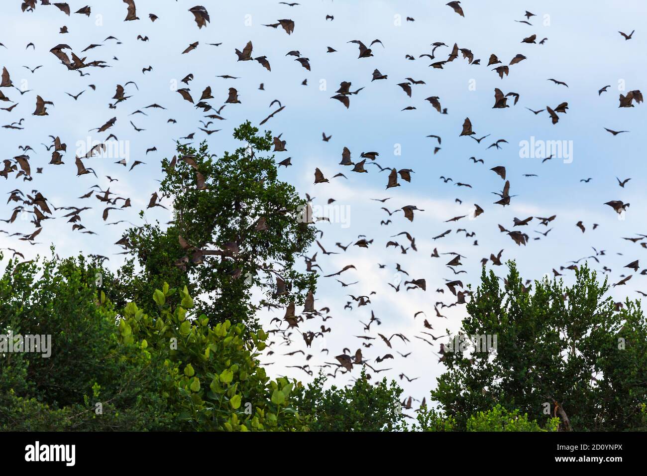 Straw-coloured fruit bat (Eidolon helvum), Bat migration, Kasanka ...