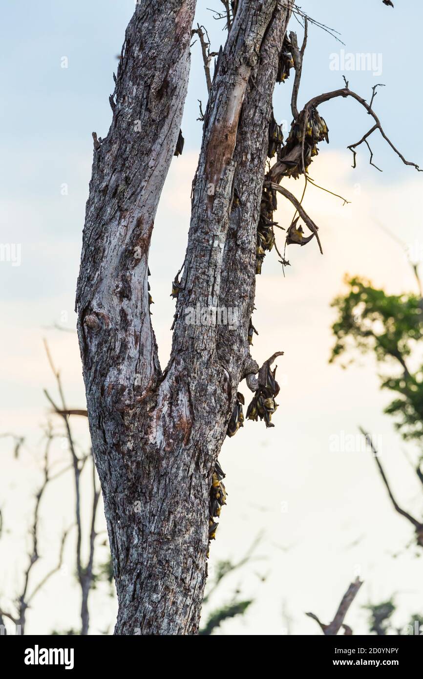 Straw-coloured fruit bat (Eidolon helvum), Bat migration, Kasanka ...