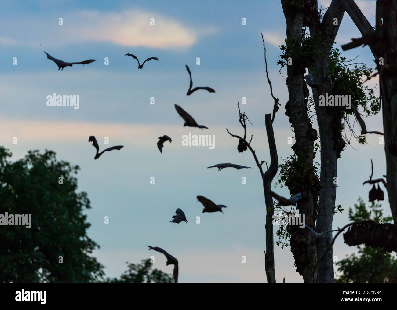 Straw-coloured fruit bat (Eidolon helvum), Bat migration, Kasanka ...