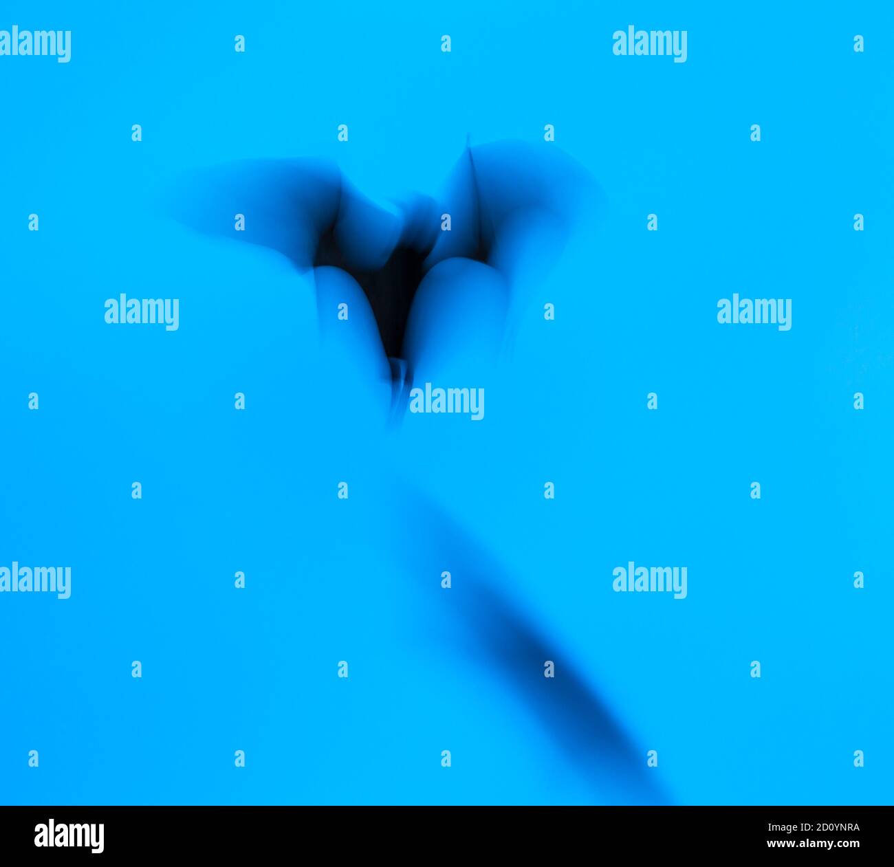 Straw-coloured fruit bat (Eidolon helvum), Bat migration, Kasanka ...