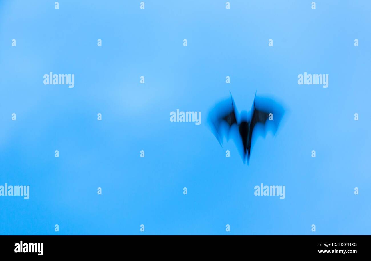 Straw-coloured fruit bat (Eidolon helvum), Bat migration, Kasanka ...