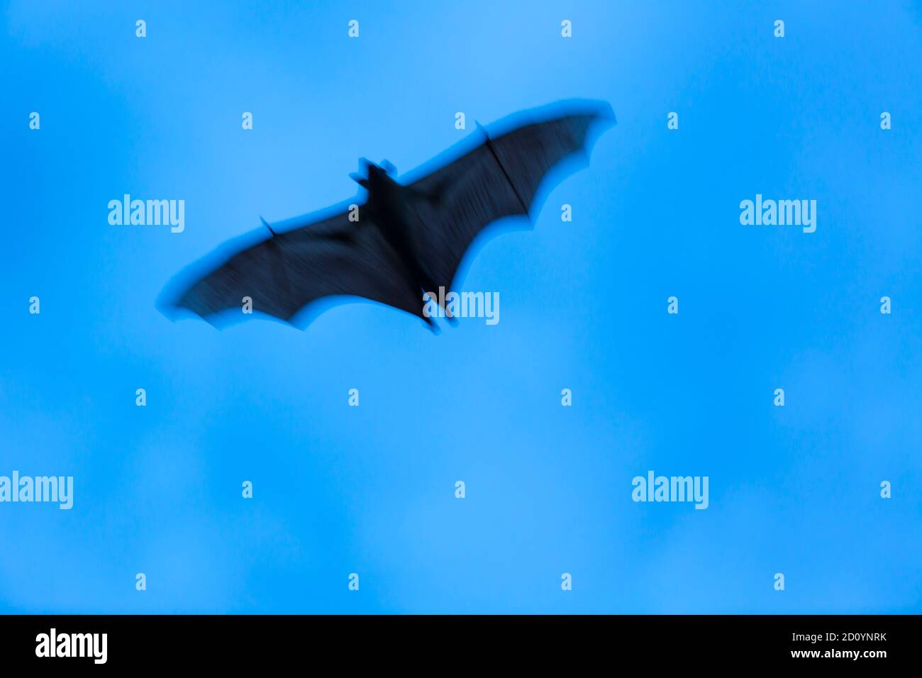Straw-coloured fruit bat (Eidolon helvum), Bat migration, Kasanka ...