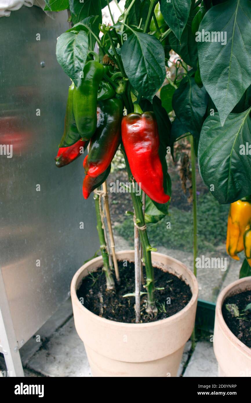 Sweet romano pepper hi-res stock photography and images - Alamy