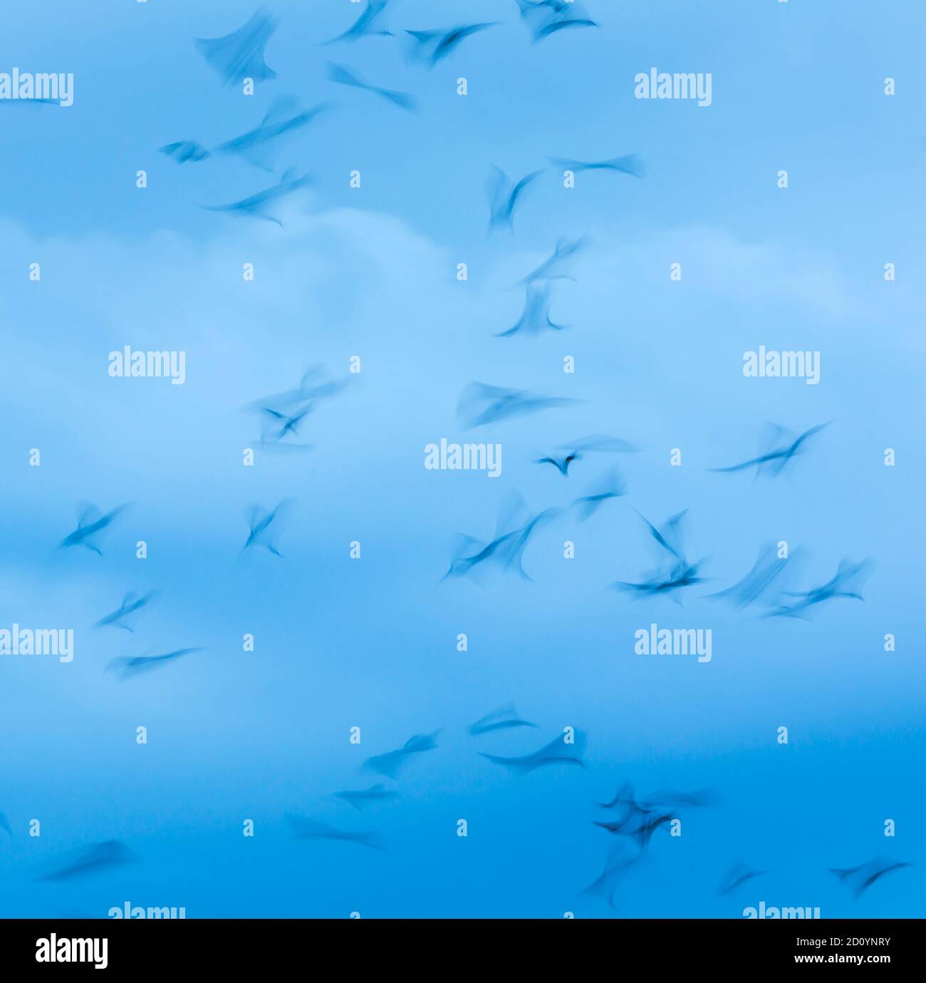 Straw-coloured fruit bat (Eidolon helvum), Bat migration, Kasanka ...