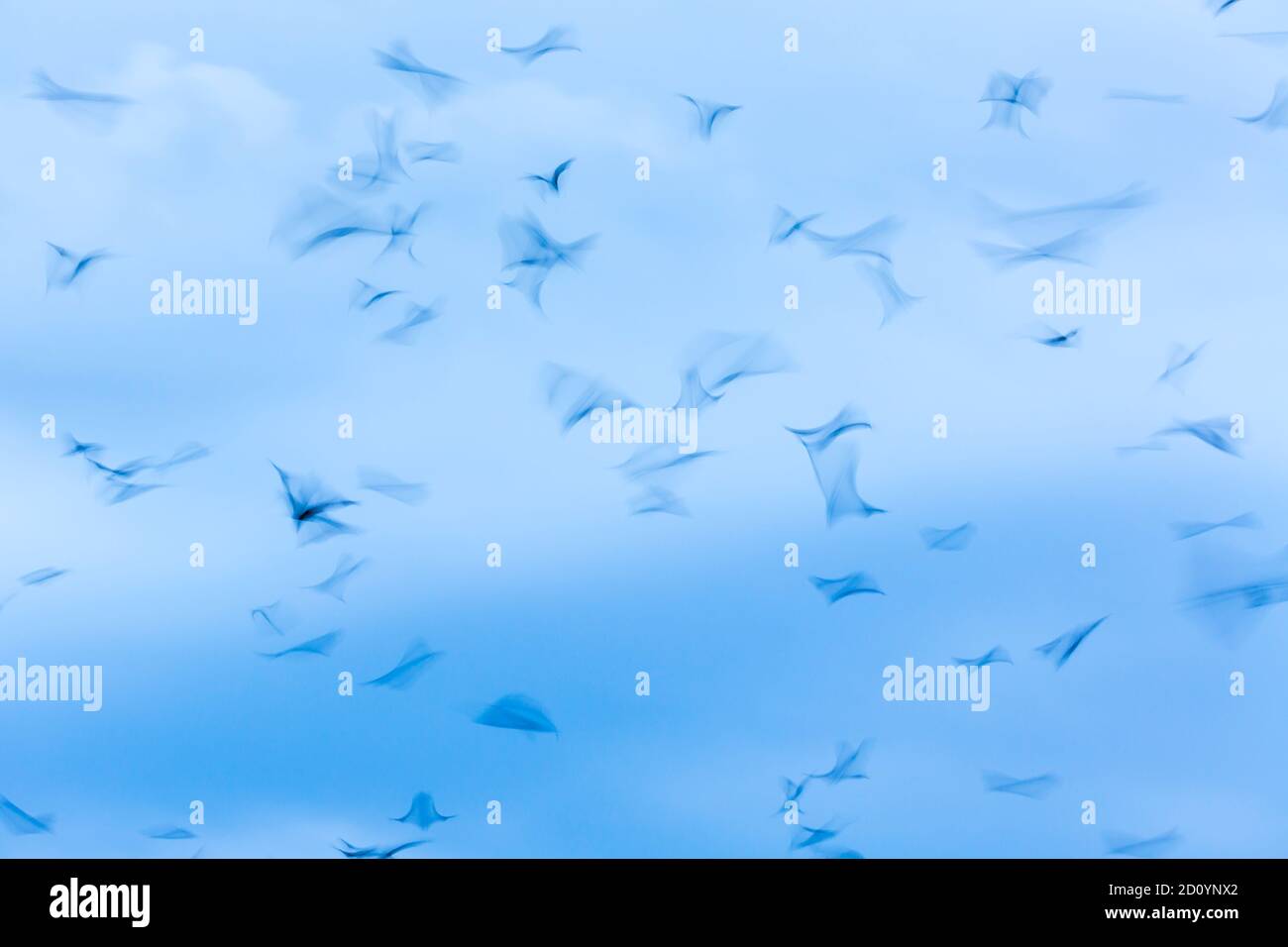 Straw-coloured fruit bat (Eidolon helvum), Bat migration, Kasanka ...