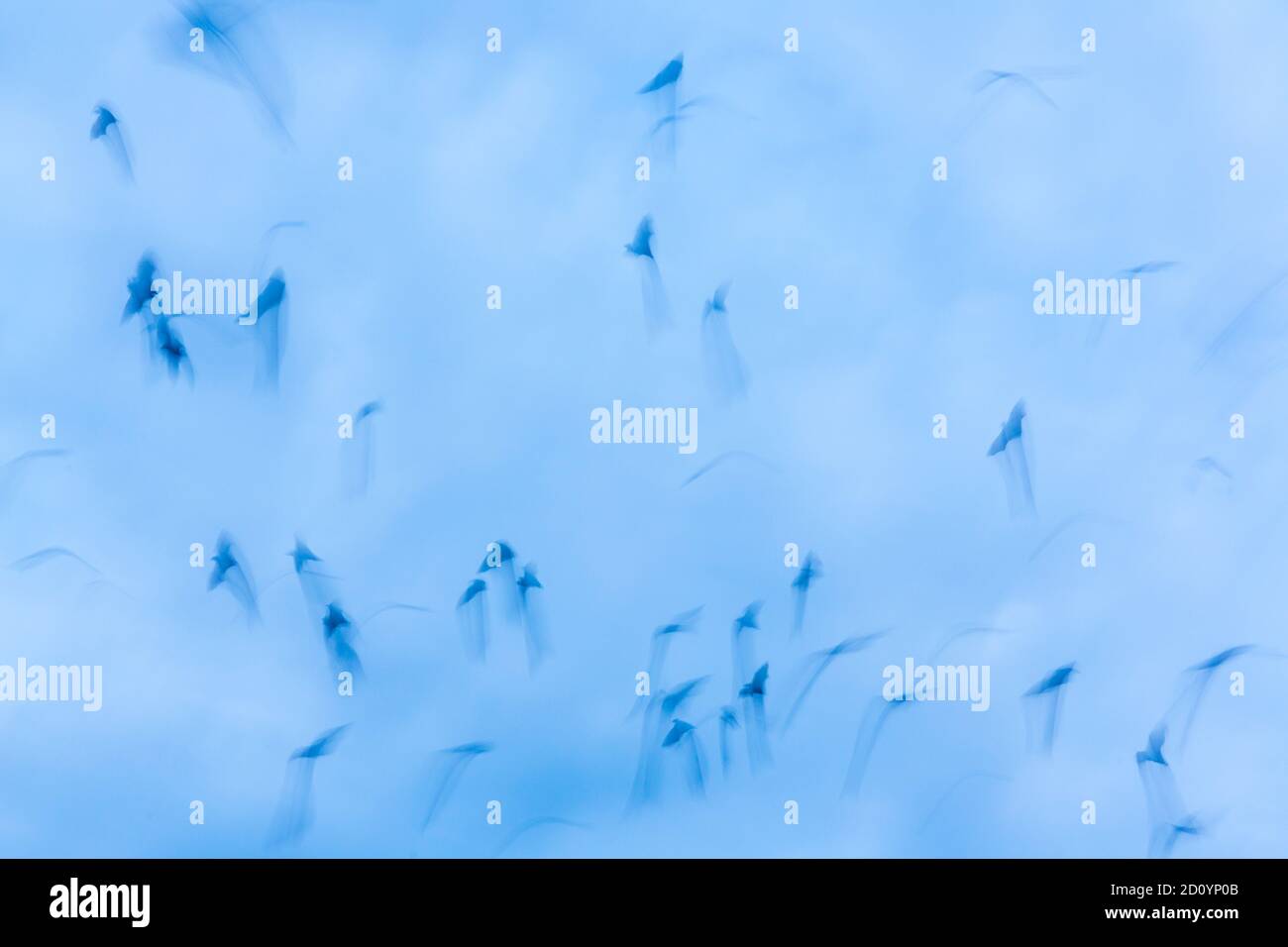 Straw-coloured fruit bat (Eidolon helvum), Bat migration, Kasanka ...