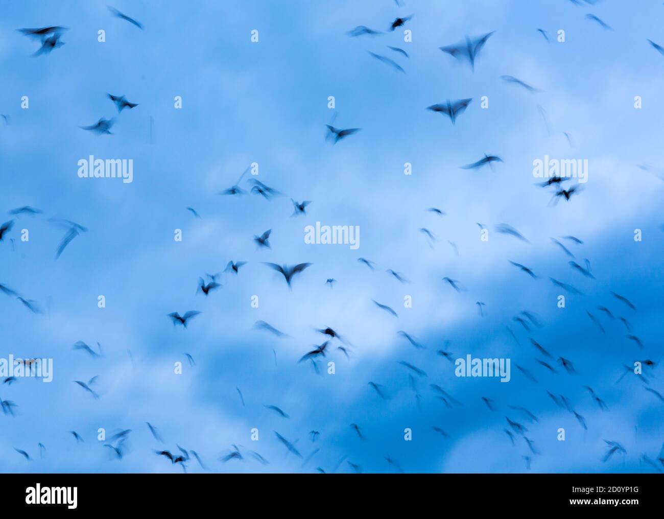 Straw-coloured fruit bat (Eidolon helvum), Bat migration, Kasanka ...