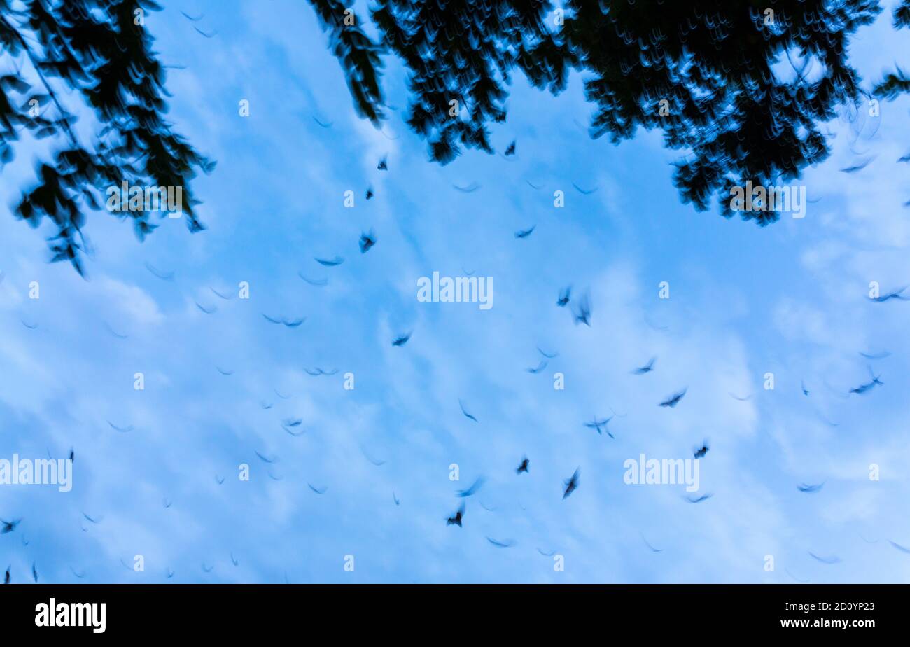 Straw-coloured fruit bat (Eidolon helvum), Bat migration, Kasanka ...