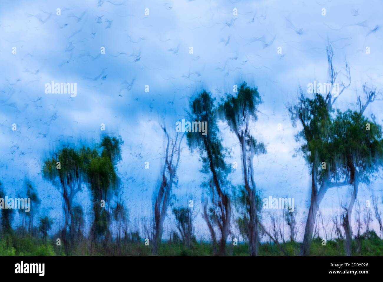 Straw-coloured fruit bat (Eidolon helvum), Bat migration, Kasanka ...