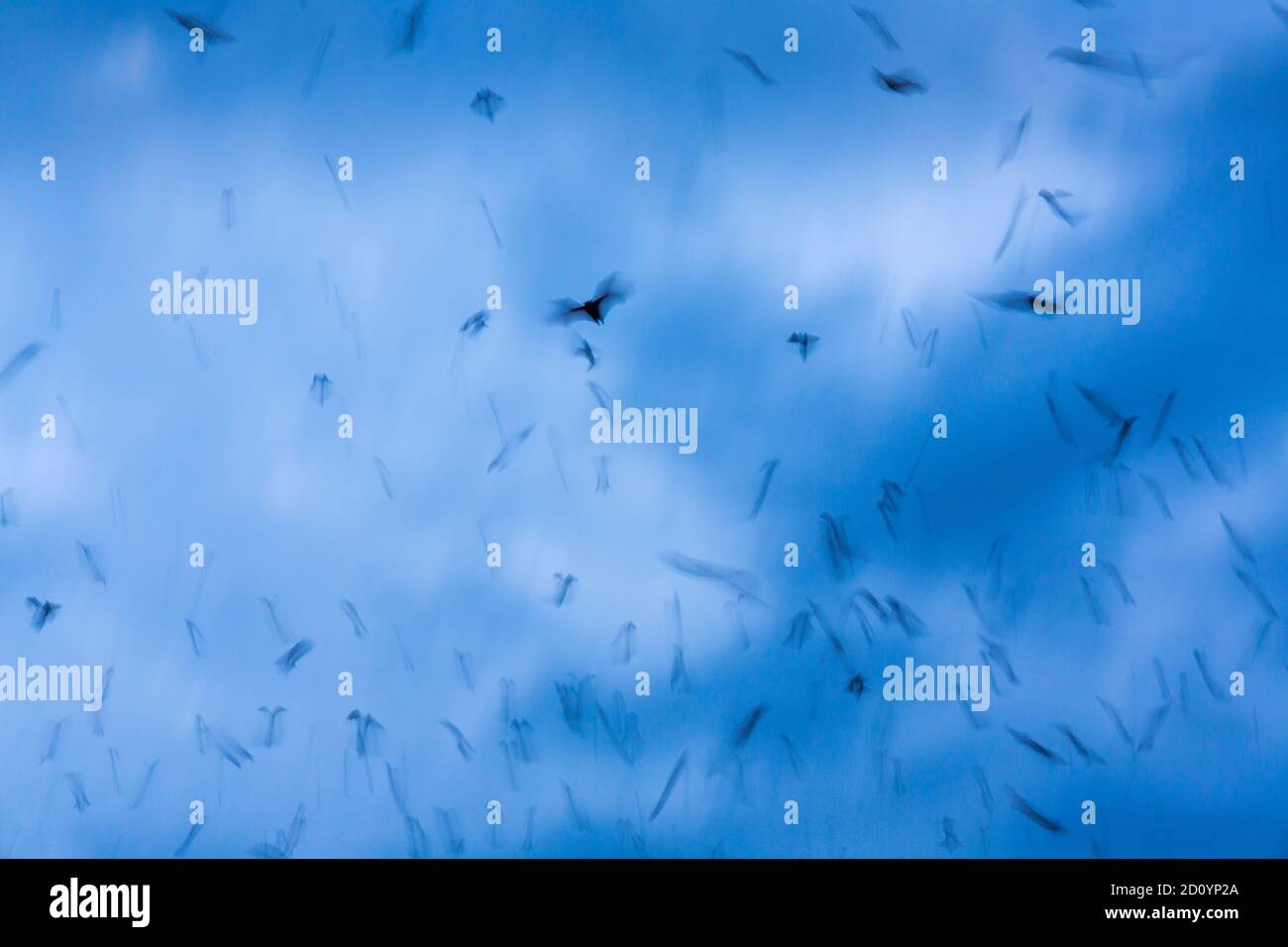 Straw-coloured fruit bat (Eidolon helvum), Bat migration, Kasanka ...