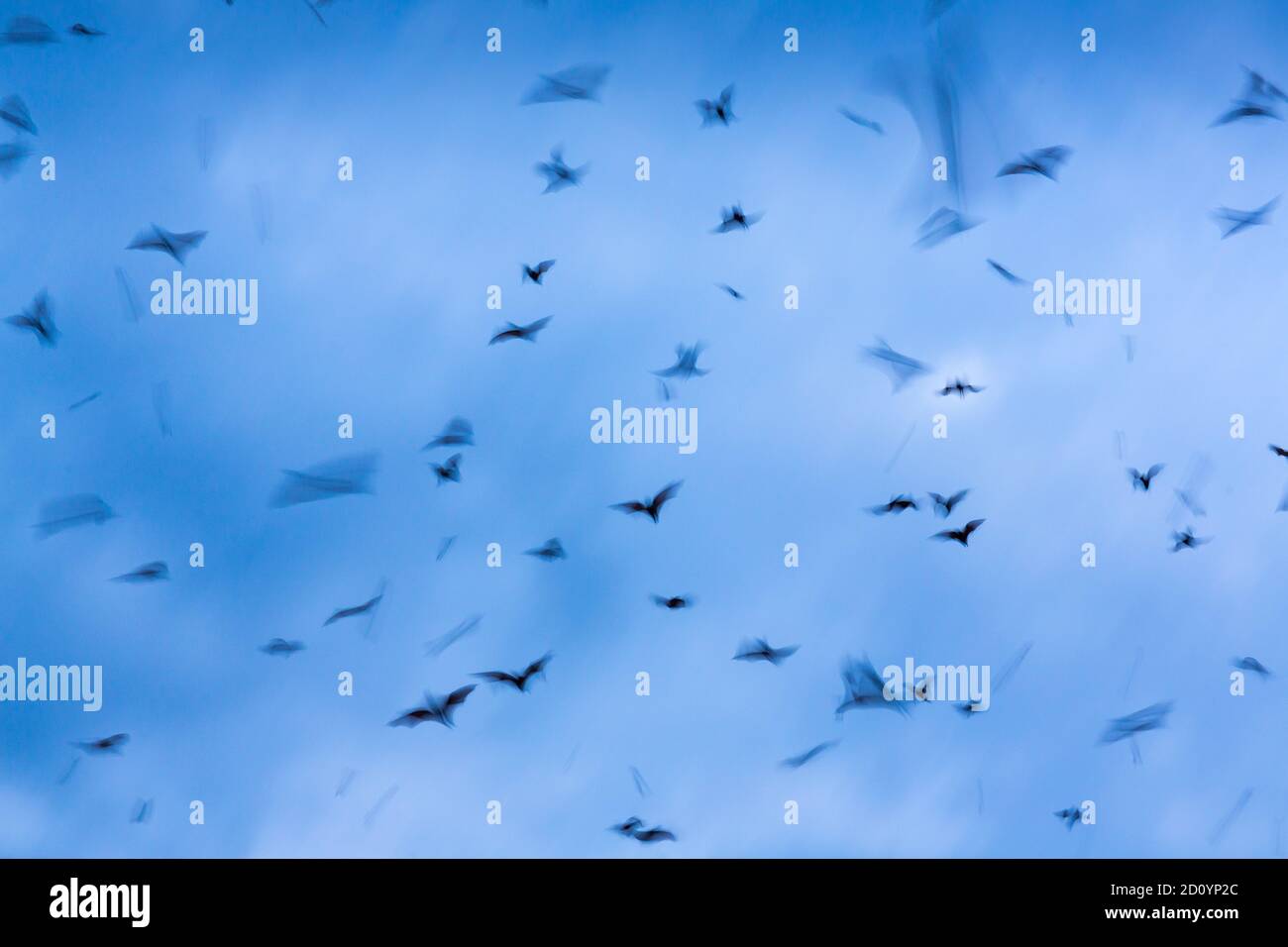 Straw-coloured fruit bat (Eidolon helvum), Bat migration, Kasanka ...
