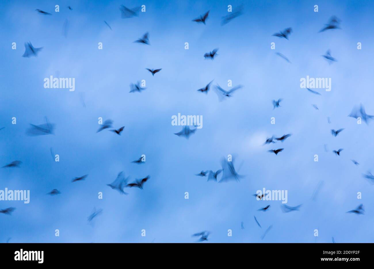 Straw-coloured fruit bat (Eidolon helvum), Bat migration, Kasanka ...