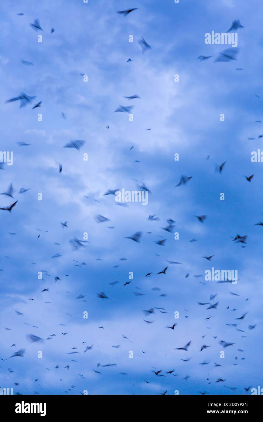 Straw-coloured fruit bat (Eidolon helvum), Bat migration, Kasanka ...